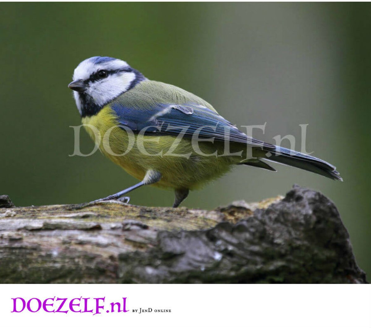 Koolmeesje - Diamond Painting 25x30 (Volledige bedekking - Vierkante ...