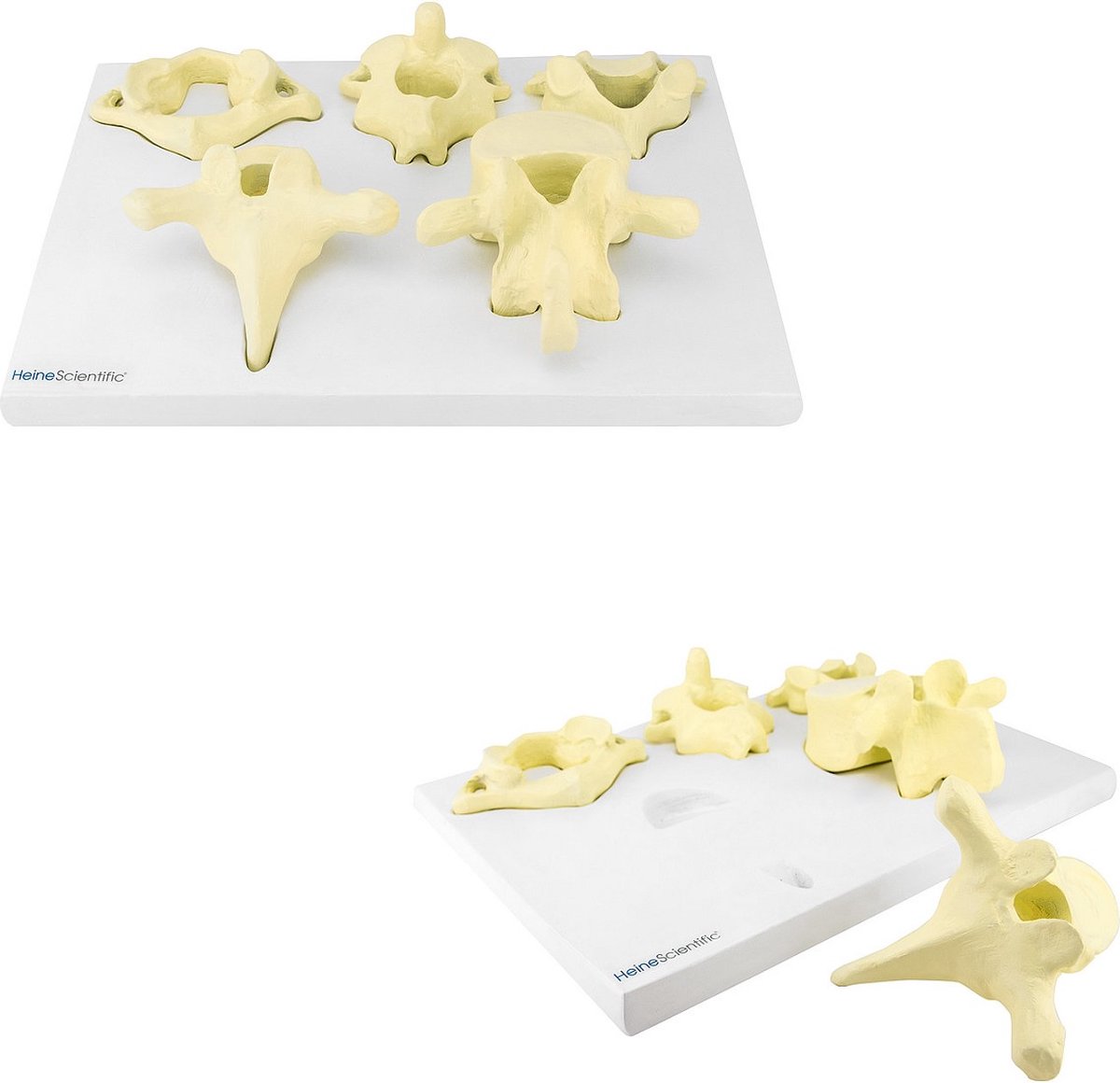 Het menselijk lichaam - anatomie model wervels C1,C2,C7,T,L - 6095700664687